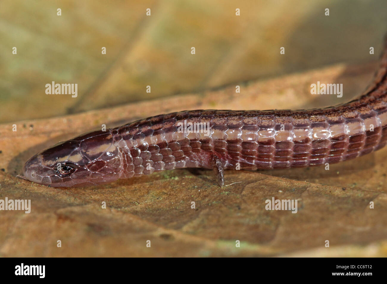 A Legless Lizard (Bachia dorbignyi) in the Peruvian Amazon Stock Photo ...