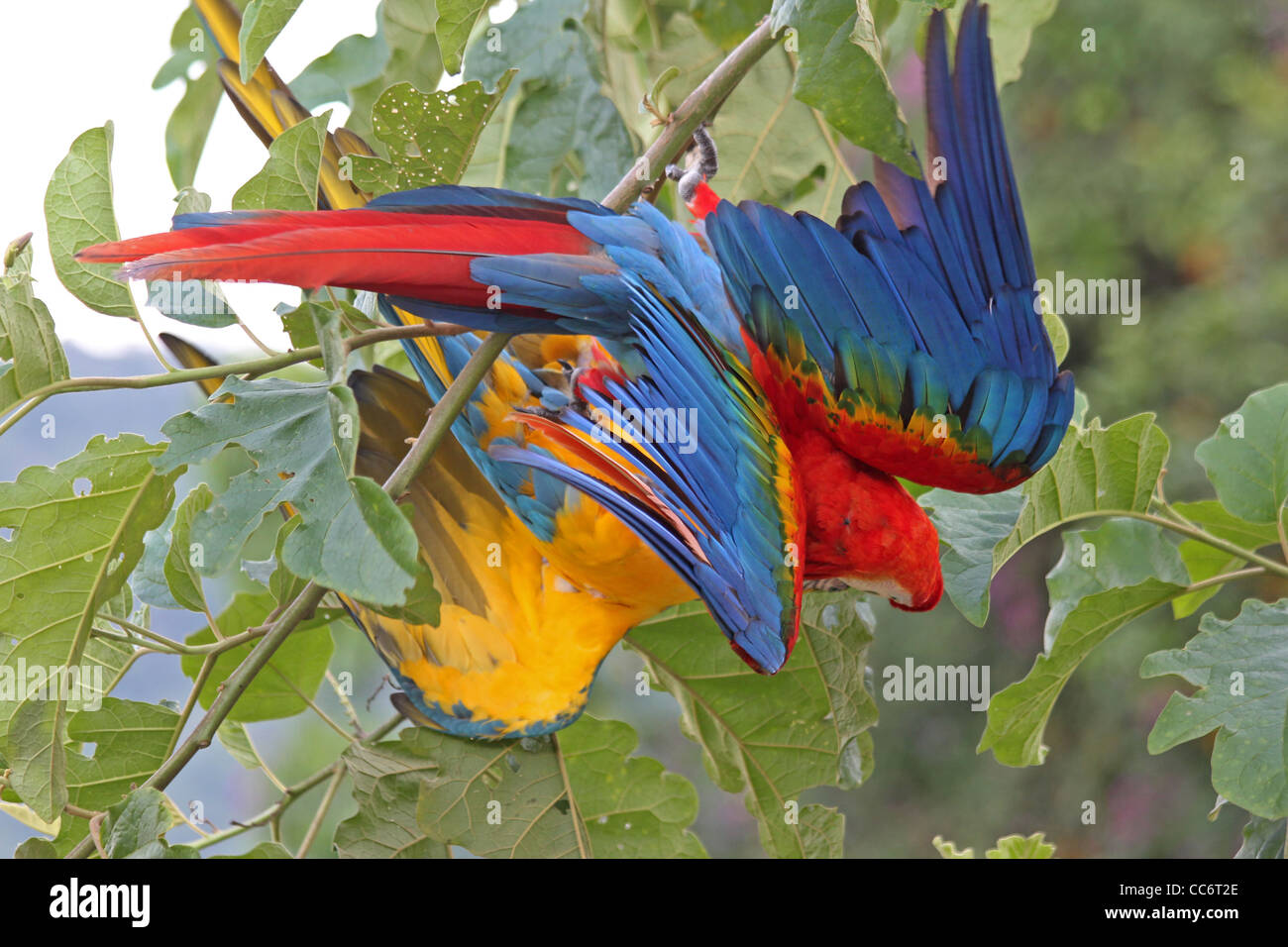 A Blue-and-yellow (Ara ararauna) and Scarlet Macaw (A. macao) wrestle ...