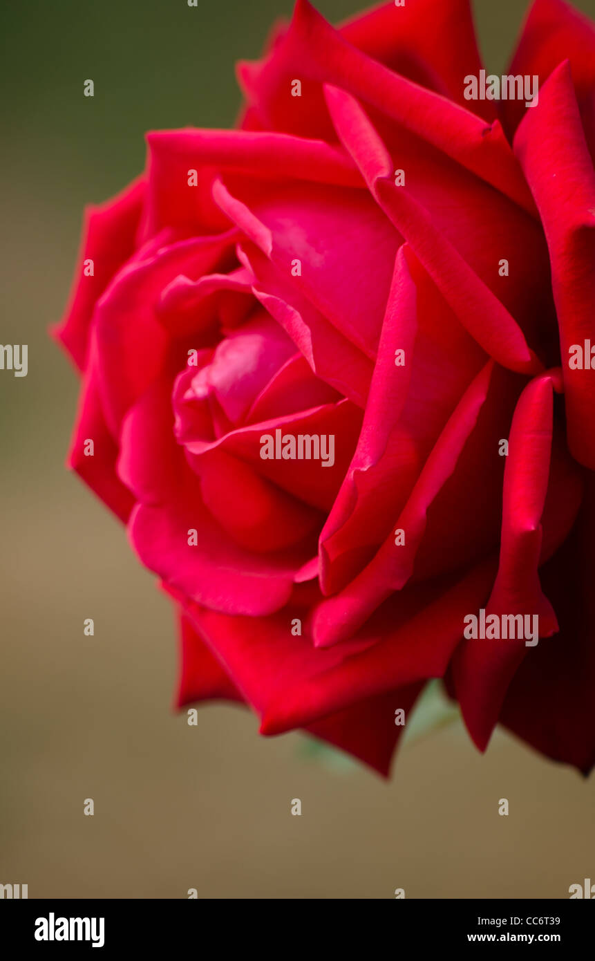 Redrose hi-res stock photography and images - Alamy