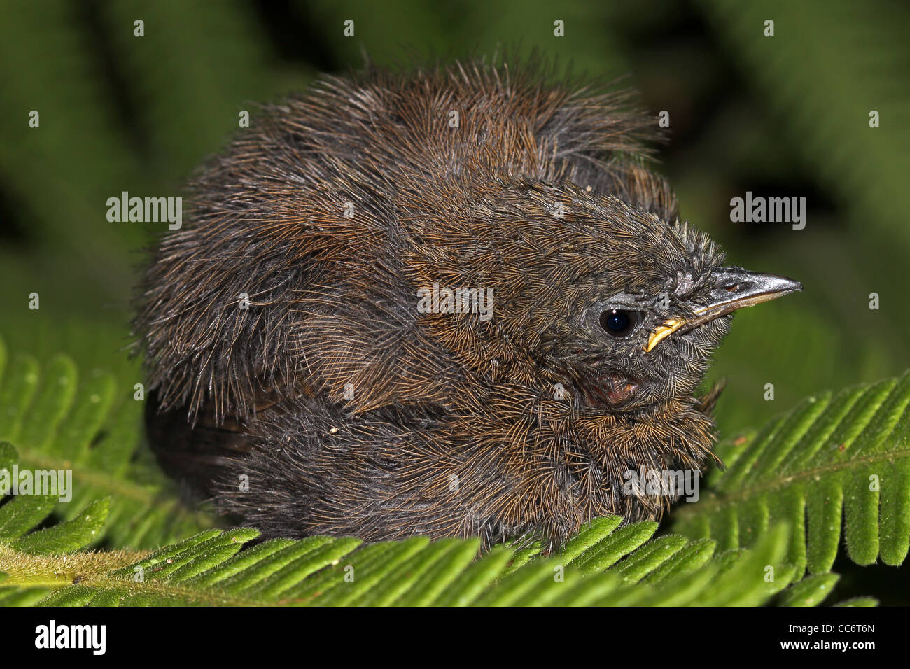A cute fledgling bird sleeps on a fern in the Peruvian Amazon Stock ...