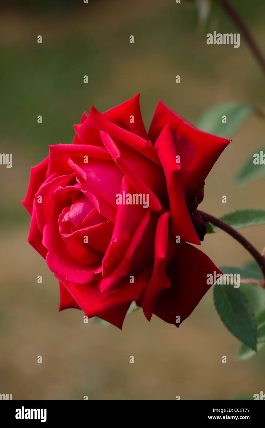 @redrose hi-res stock photography and images - Alamy