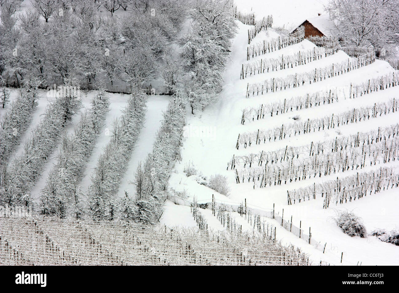 Winter view of the vineyard and orchard Stock Photo - Alamy