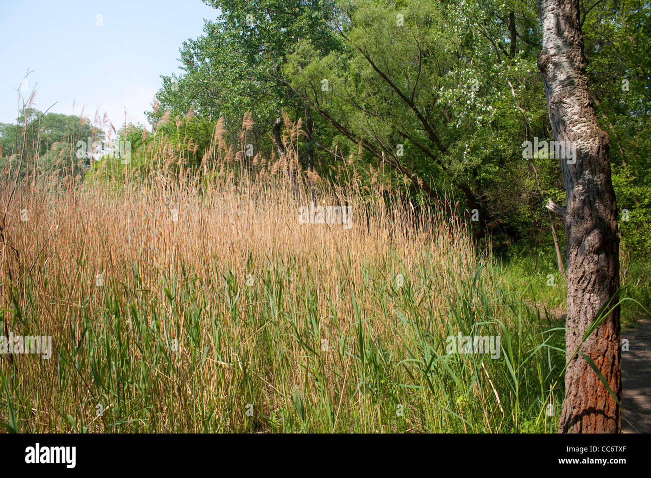 Österreich, Wien 22, Erholungsgebiet Lobau im Nationalpark Donau-Auen ...