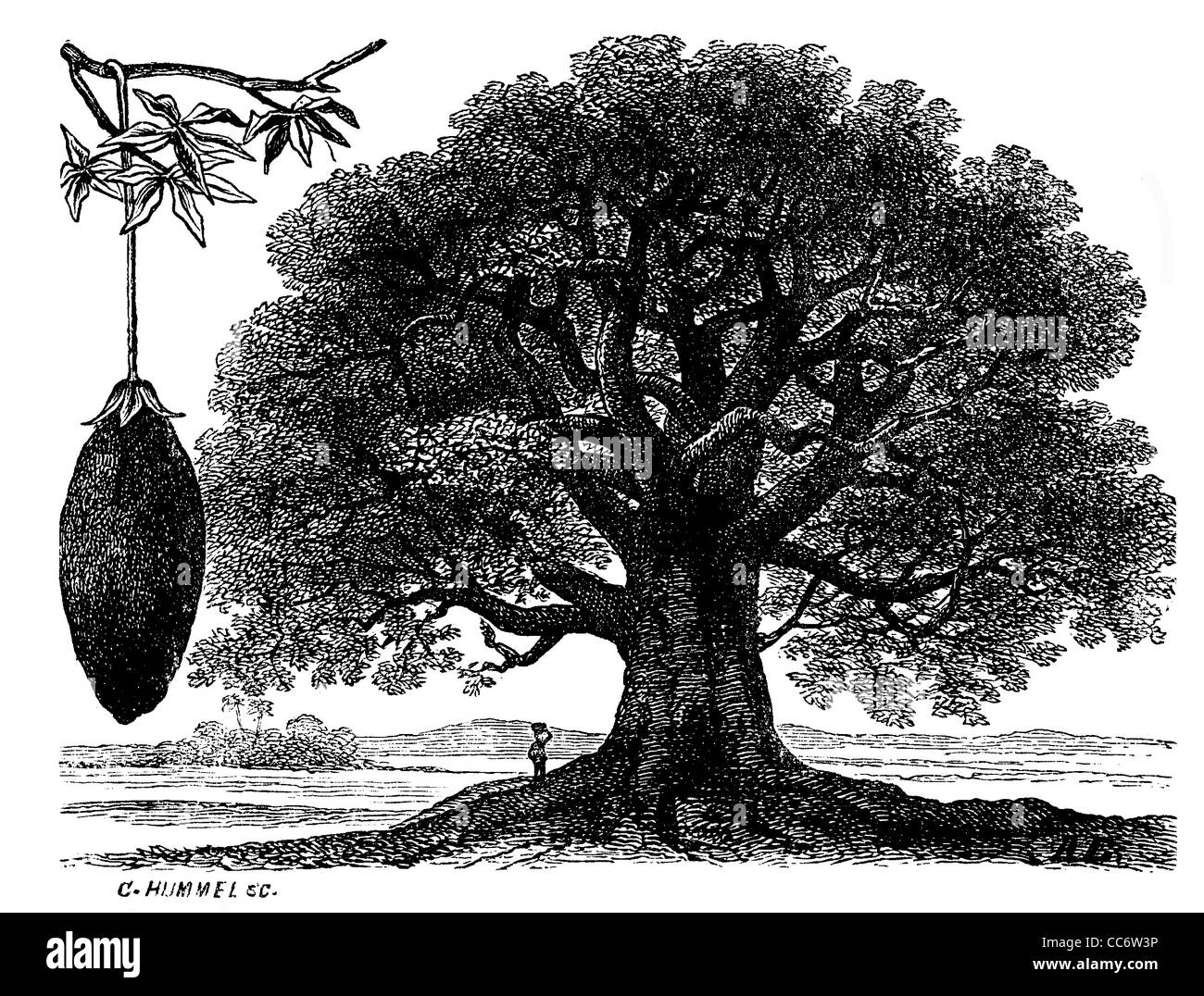 Baobab fruit Cut Out Stock Images & Pictures - Alamy