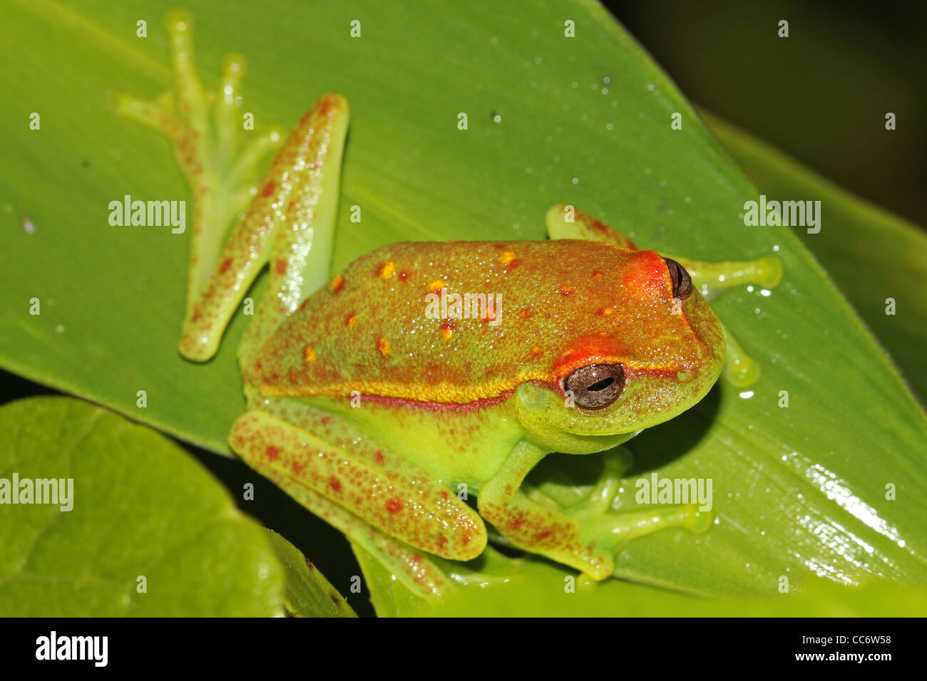 Polka dot tree frog hi-res stock photography and images - Alamy
