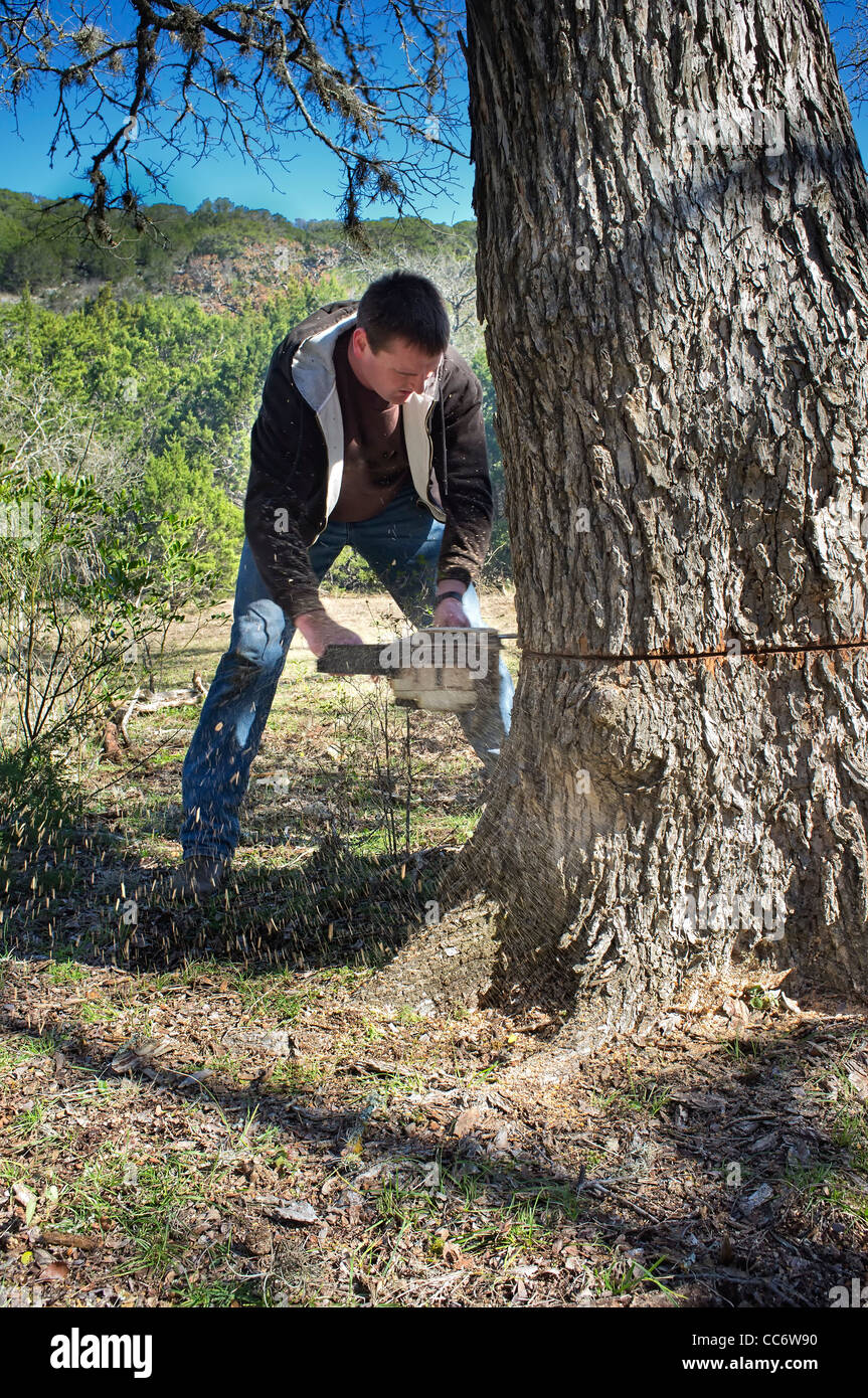 Man felling an oak tree Stock Photo - Alamy