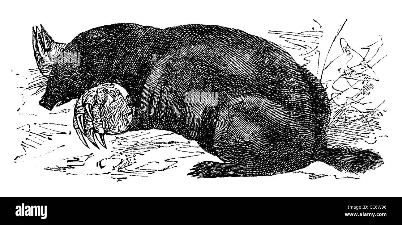 Alte mole Cut Out Stock Images & Pictures - Alamy