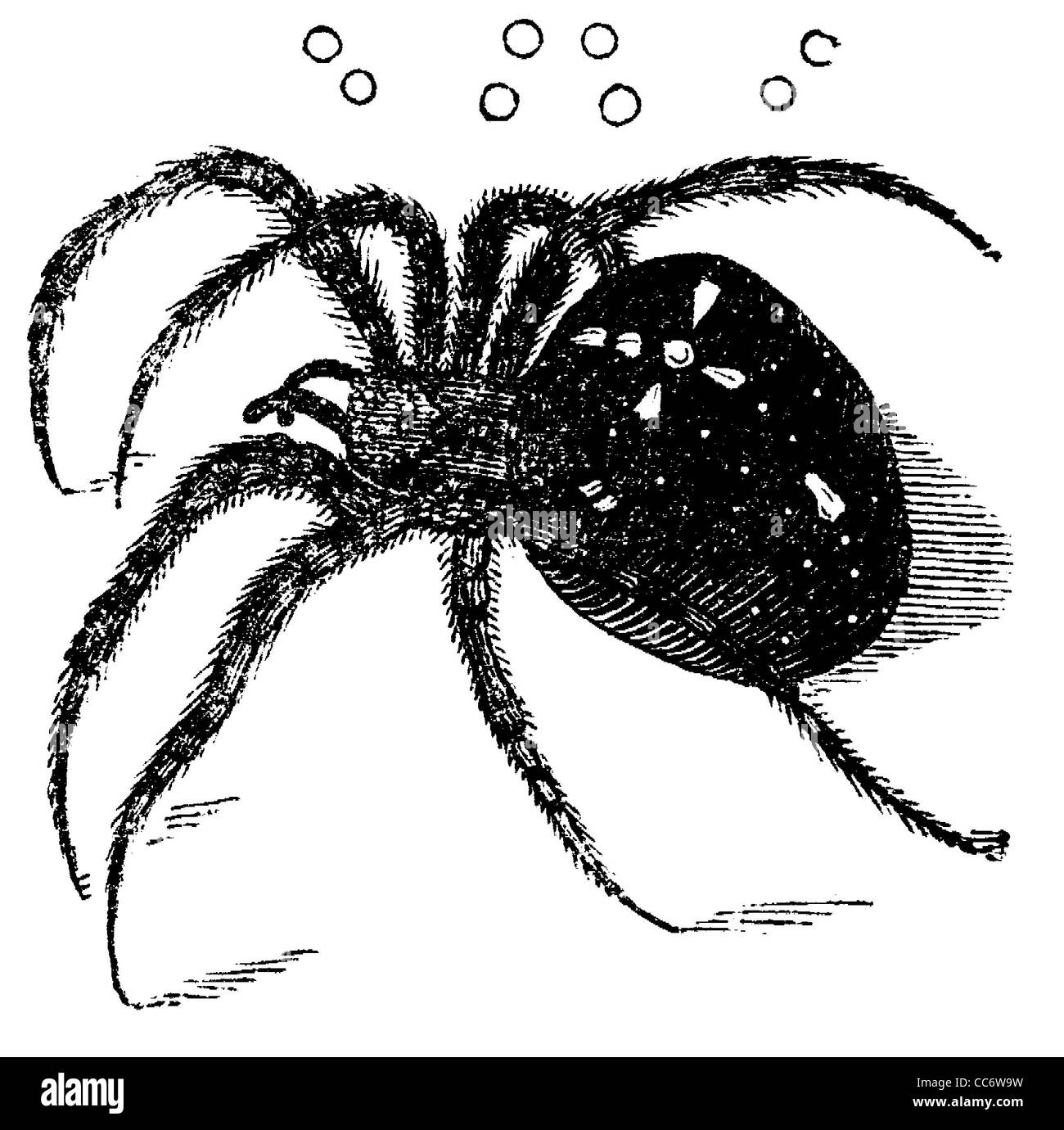 Garden spider, top: position of the eyes Stock Photo - Alamy
