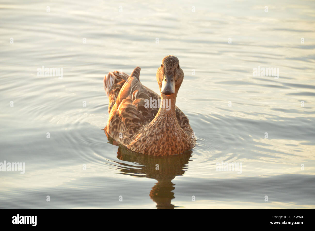 Duck at a lake hi-res stock photography and images - Alamy