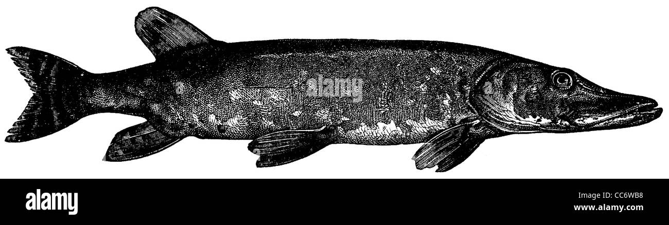 Illustrationen fisch hi-res stock photography and images - Alamy