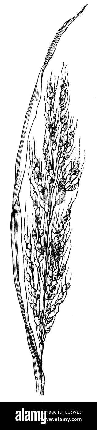 Rice plant Black and White Stock Photos & Images - Alamy