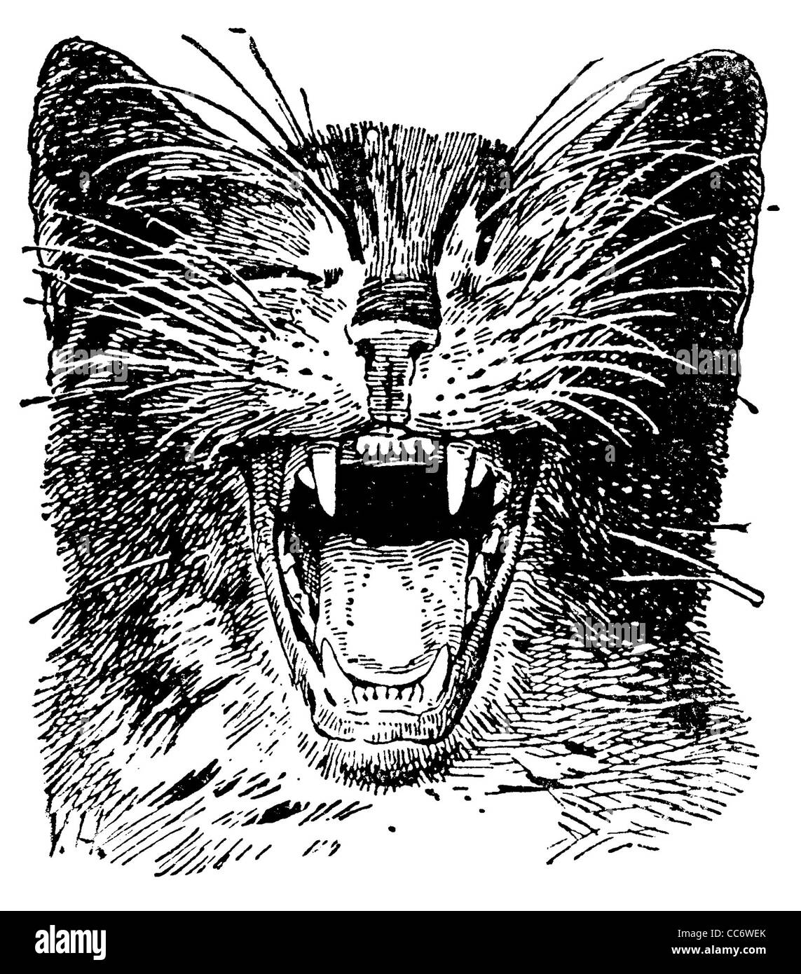 Retro illustration laughing Black and White Stock Photos & Images - Alamy