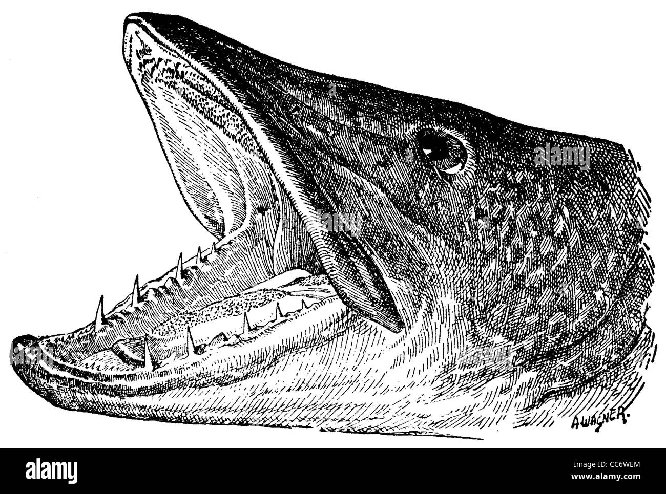 Illustrationen fisch hi-res stock photography and images - Alamy