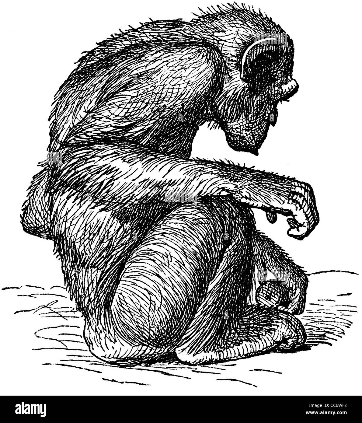 Ape Drawing Stock Photos & Ape Drawing Stock Images - Alamy