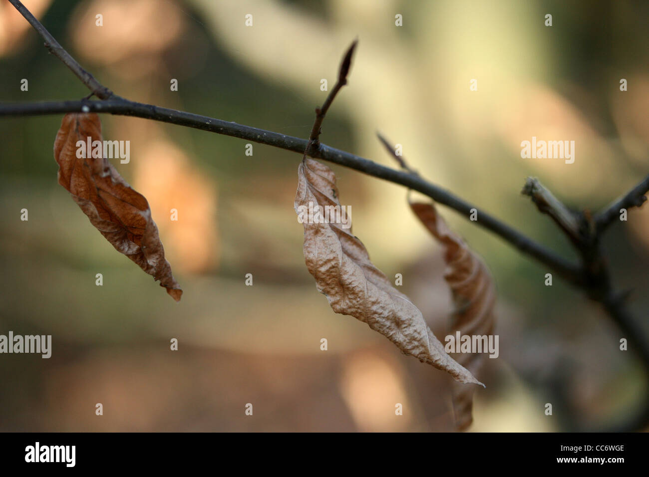 Dead leaves on a tree branch in winter Stock Photo - Alamy