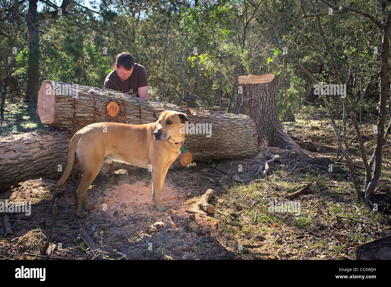 Man and dog working in a forest felling a tree Stock Photo - Alamy