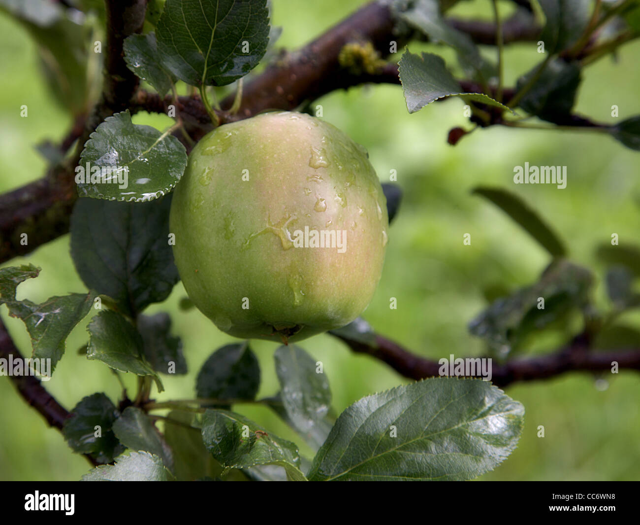Rain apple hi-res stock photography and images - Alamy