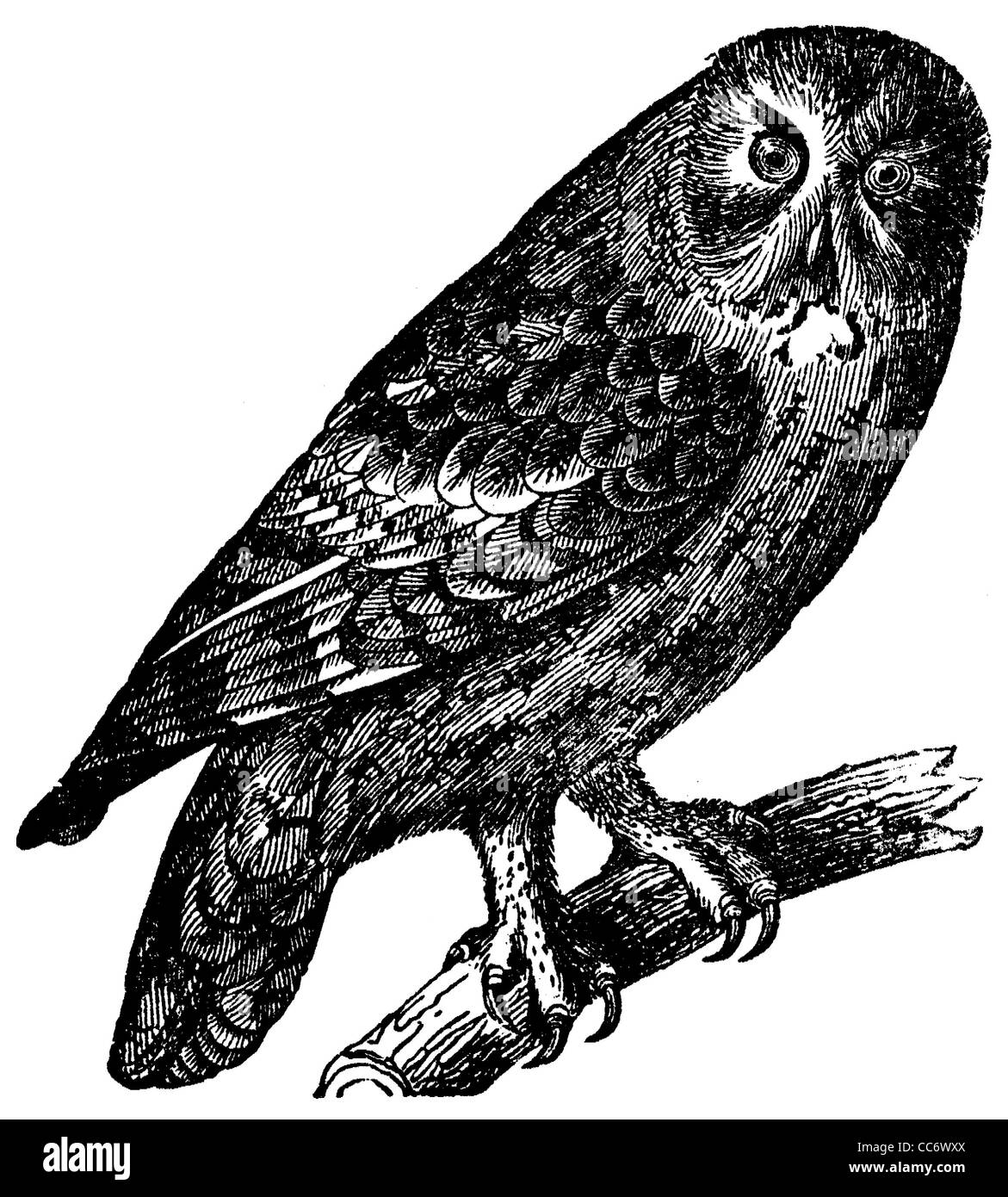 Vintage Owl Drawing