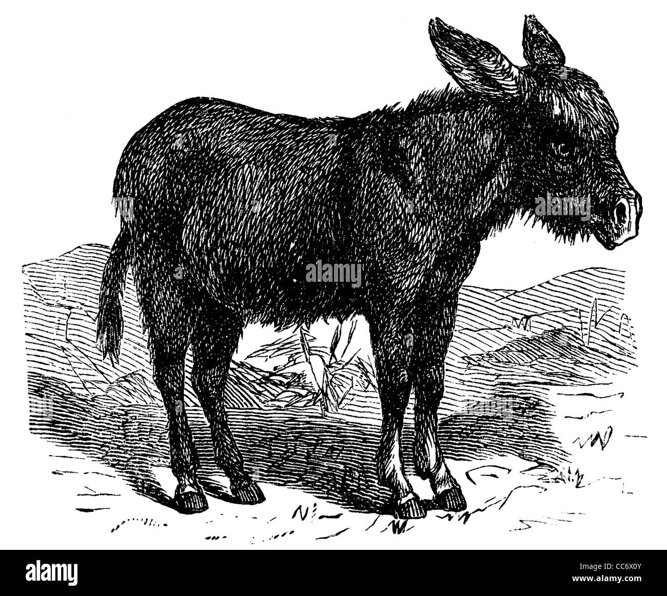 Donkey animals Black and White Stock Photos & Images - Alamy