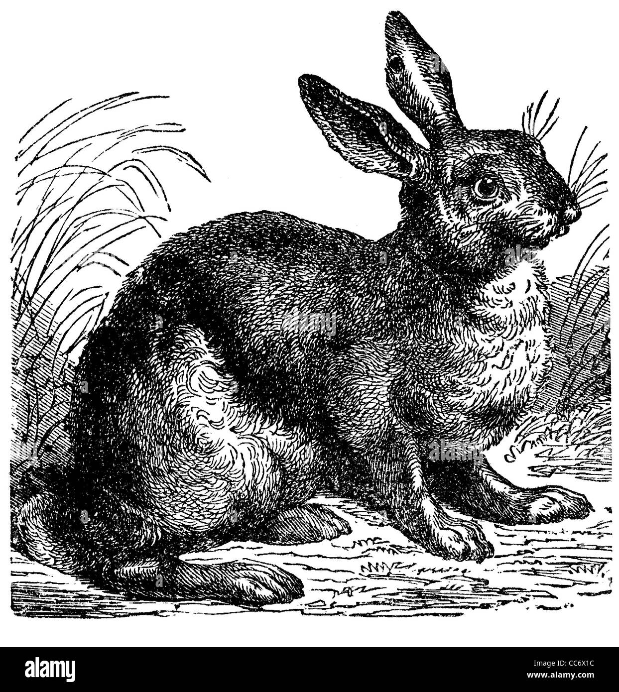 Hare fauna Black and White Stock Photos & Images - Alamy
