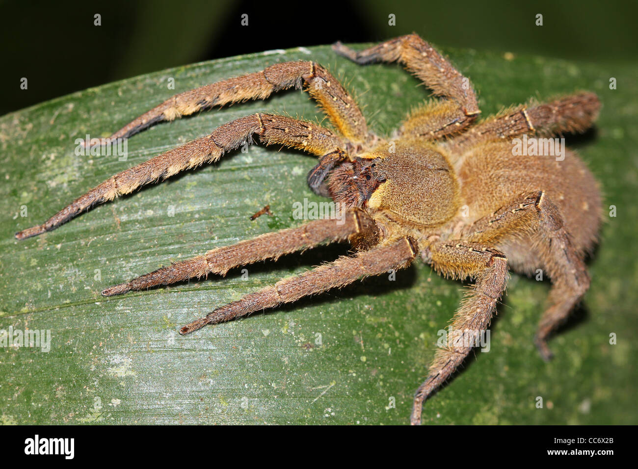 A LARGE, HAIRY, YELLOW spider in the Peruvian Amazon TERRIFYING ...
