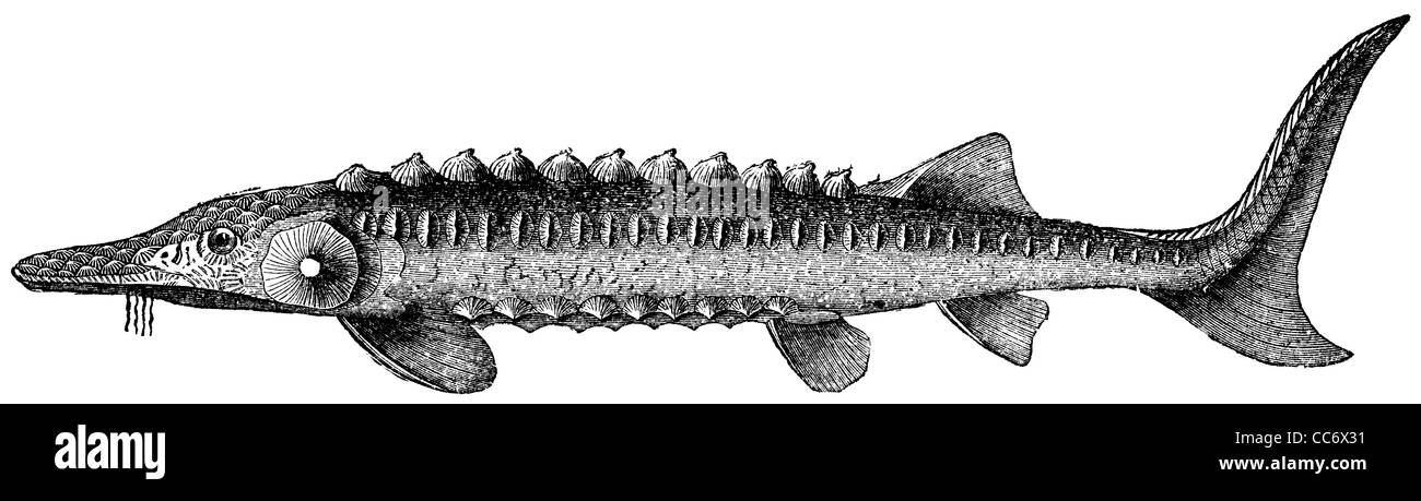 Illustrationen fisch hi-res stock photography and images - Alamy