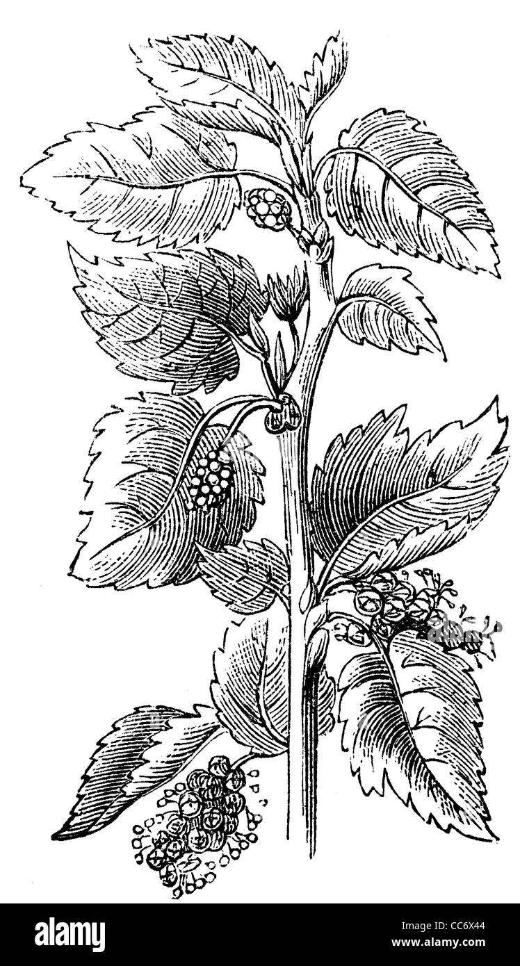 Mulberry botanical illustration hi-res stock photography and images - Alamy