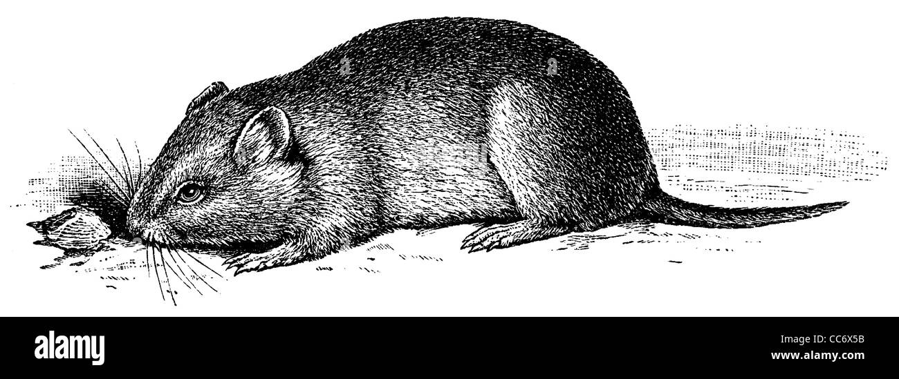 Vole Black and White Stock Photos & Images - Alamy