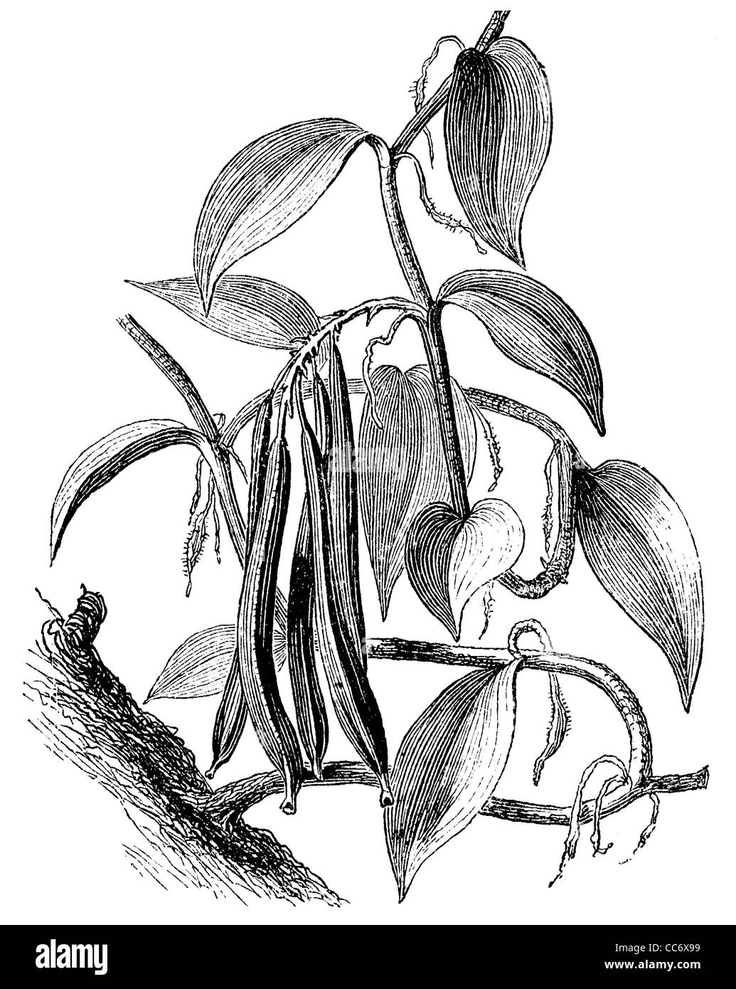 Vanilla plant illustration hi-res stock photography and images - Alamy