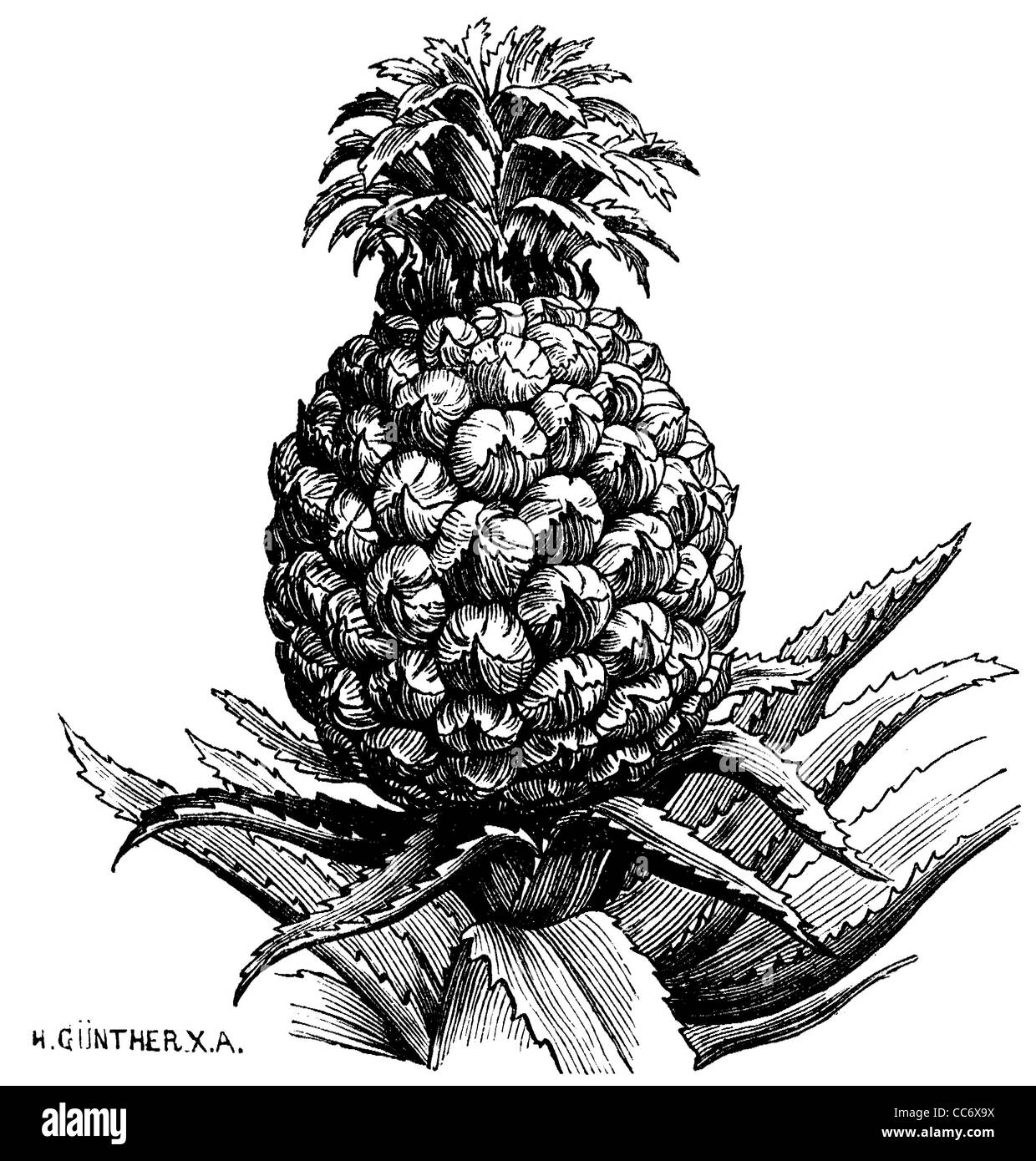 Engraving fruit Cut Out Stock Images & Pictures - Alamy