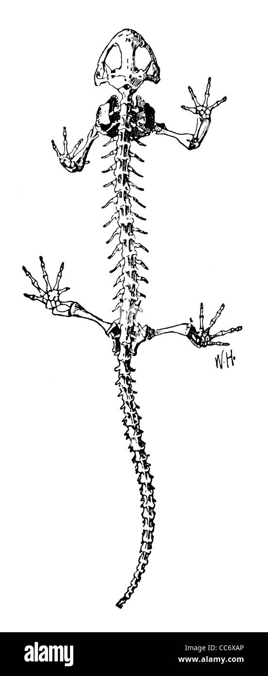 Fire Salamander: skeleton Stock Photo - Alamy