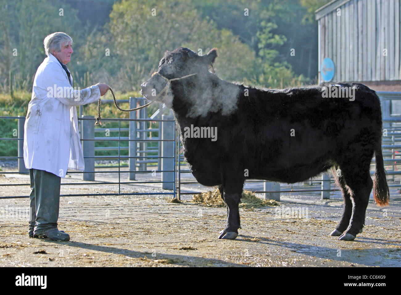 Welsh Bull High Resolution Stock Photography and Images - Alamy