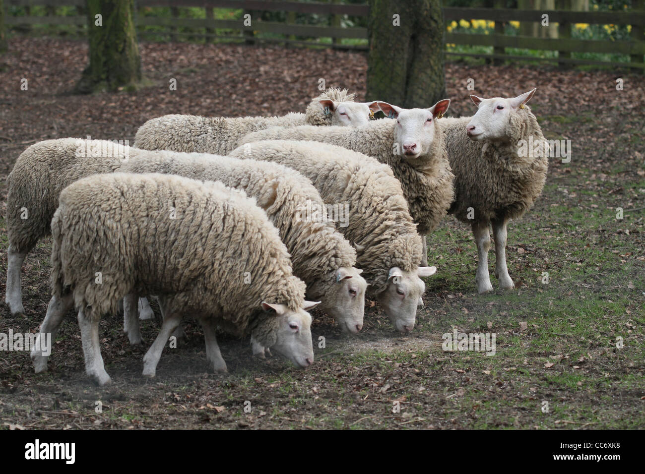 A small flock of sheep feeding in a wooded enclosure Stock Photo - Alamy