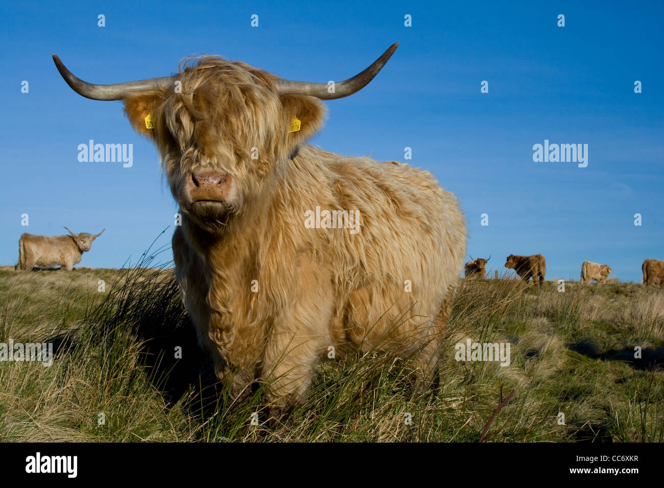 Highland fold farm hi-res stock photography and images - Alamy