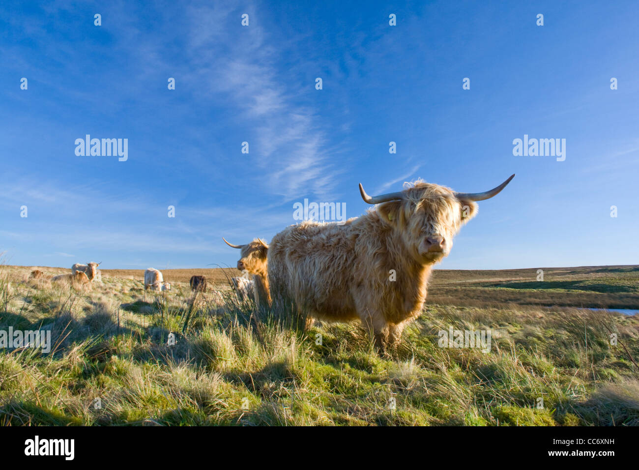 Highland fold farm hi-res stock photography and images - Alamy