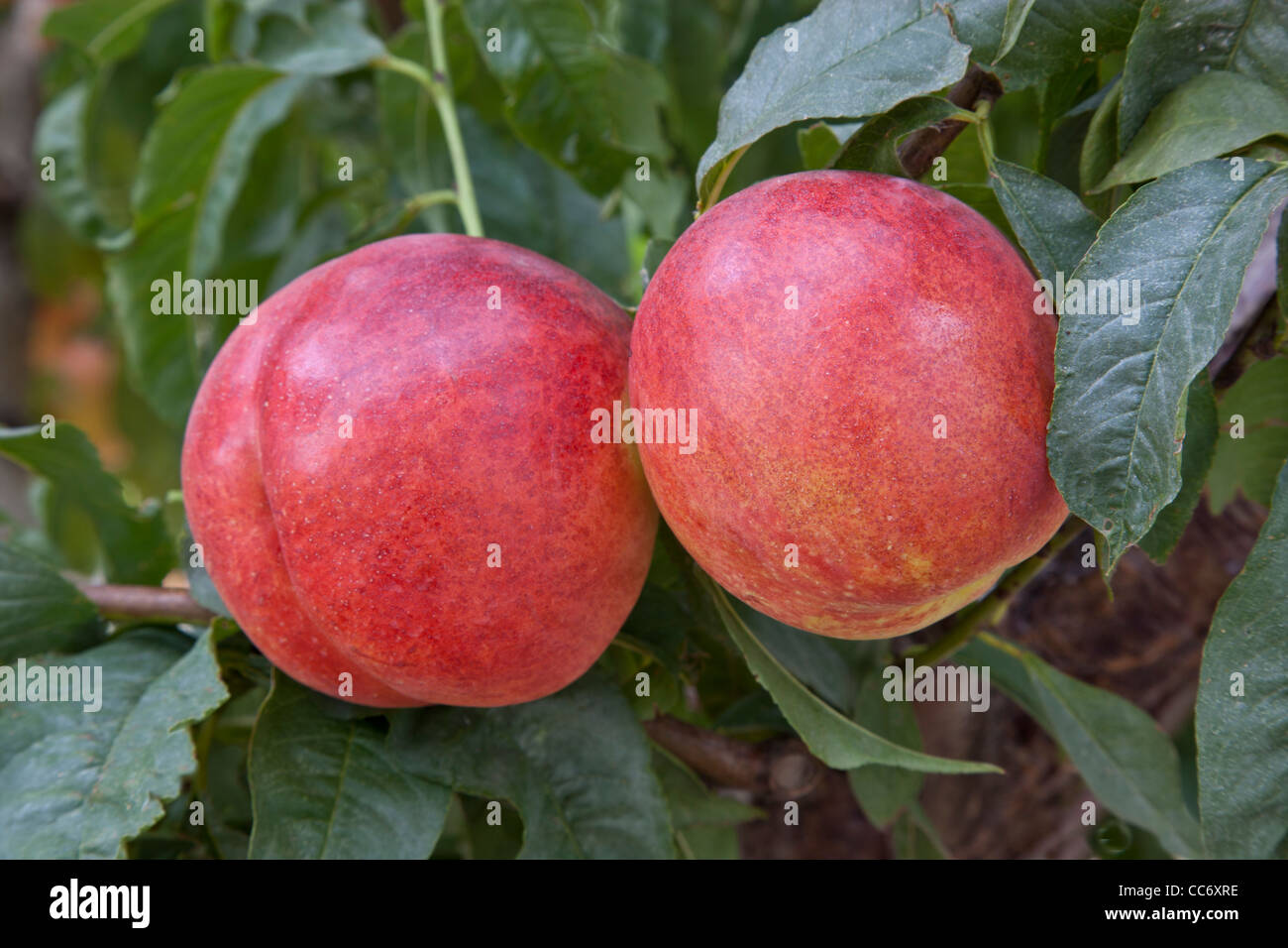 Nectarines 'Artic Summer' Stock Photo - Alamy