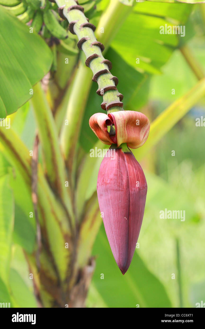 Banana tree bloom hi-res stock photography and images - Alamy