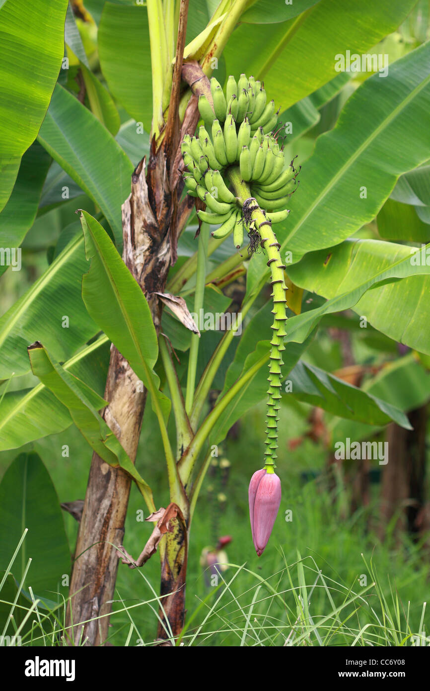 Banana tree bloom hi-res stock photography and images - Alamy