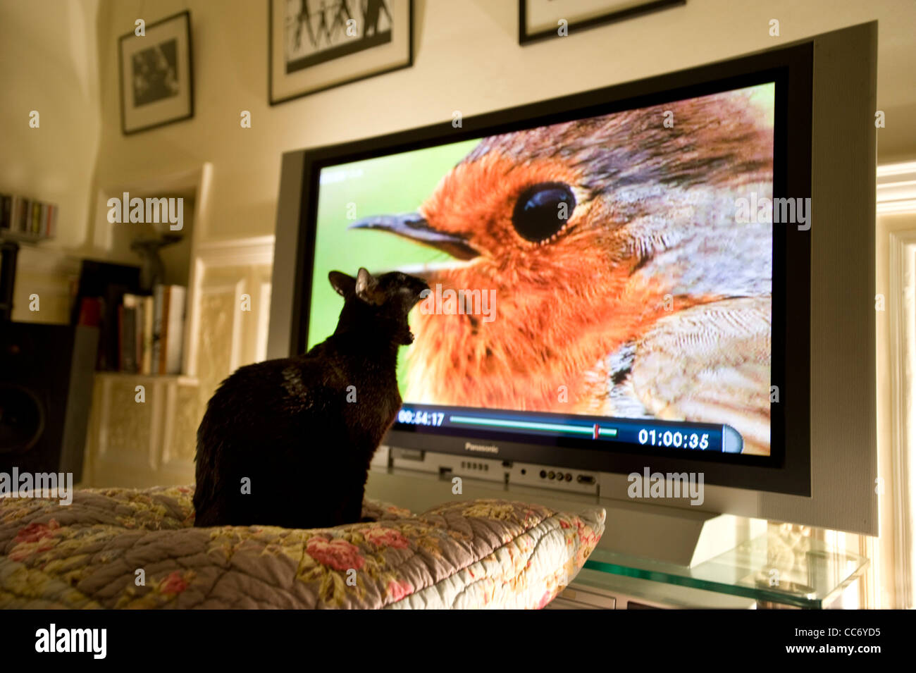 A black cat reacting to a robin on a TV screen Stock Photo - Alamy