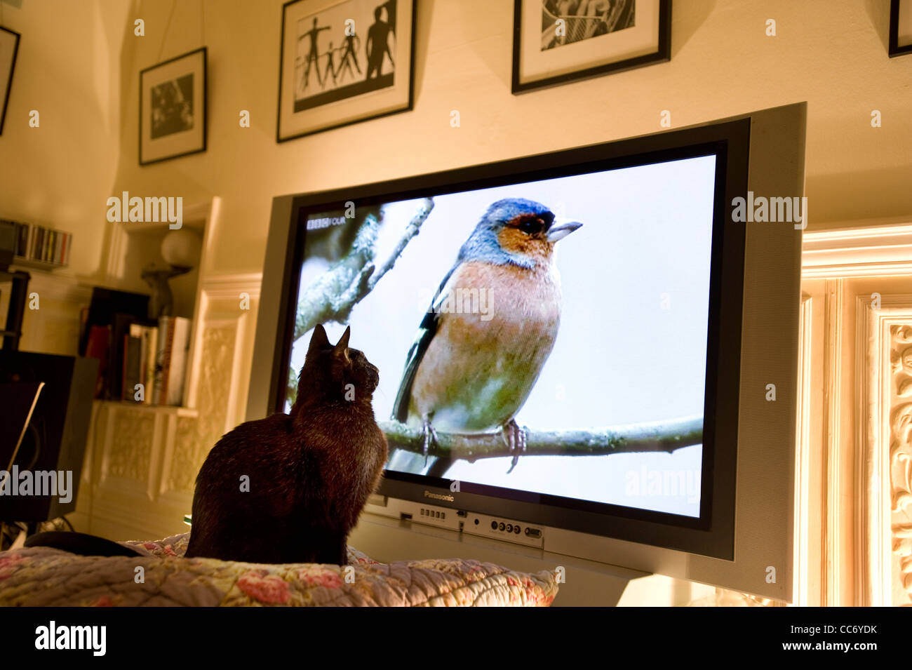 Black cat watching tv programme hi-res stock photography and images - Alamy