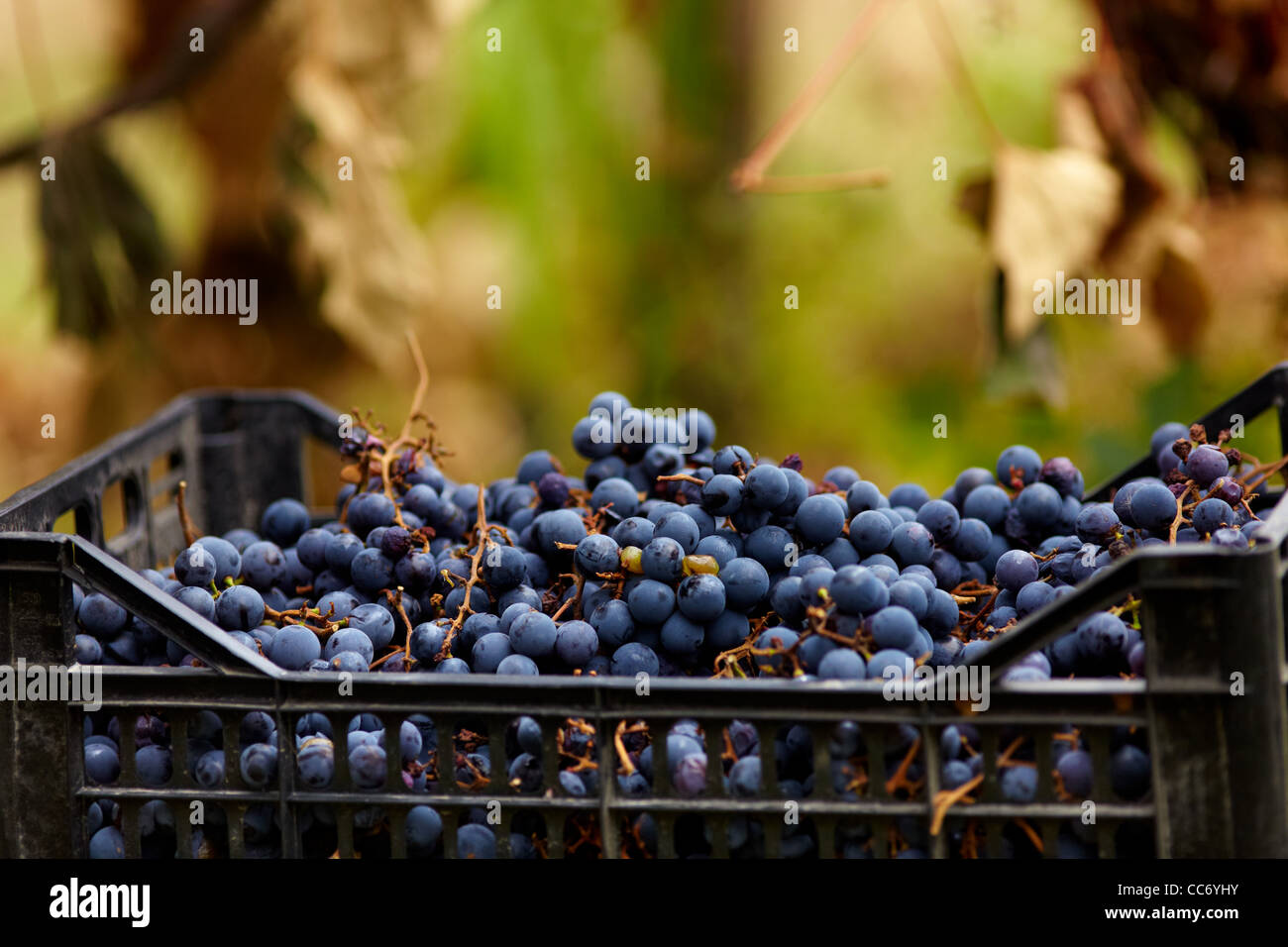 Crate of harvested grapes hi-res stock photography and images - Alamy