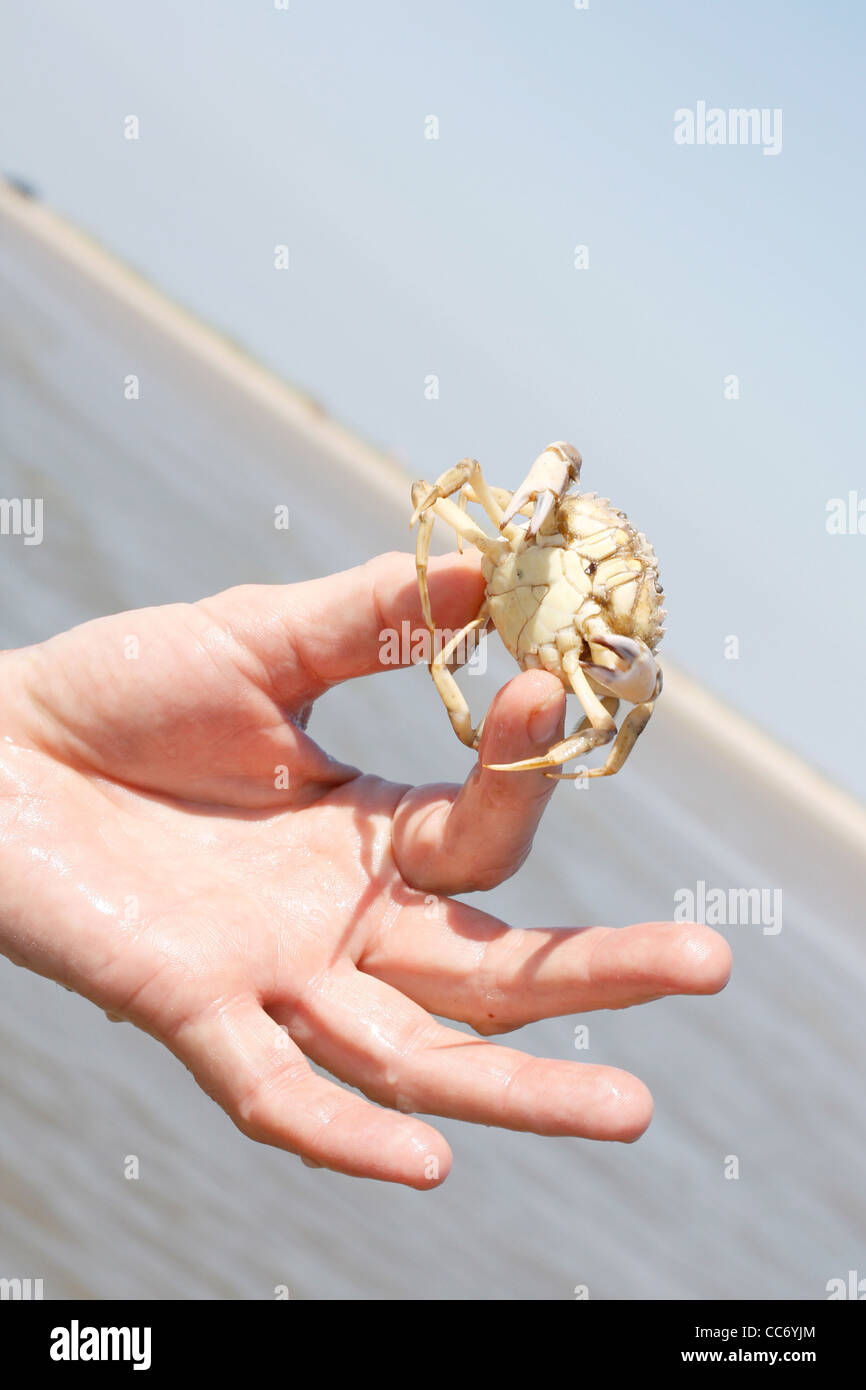 Hand holding crab Stock Photo - Alamy