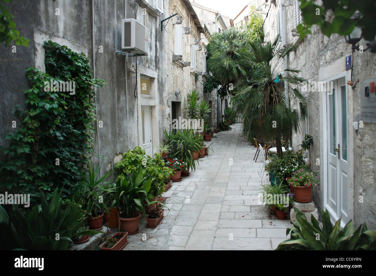 Croatian Plants High Resolution Stock Photography and Images - Alamy