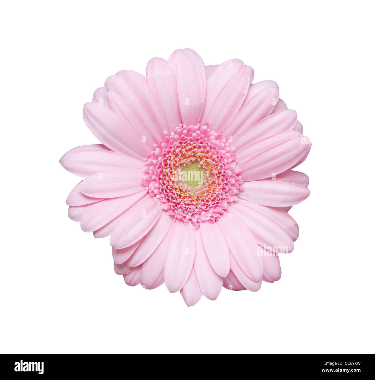 Isolated pink flower on white Stock Photo - Alamy