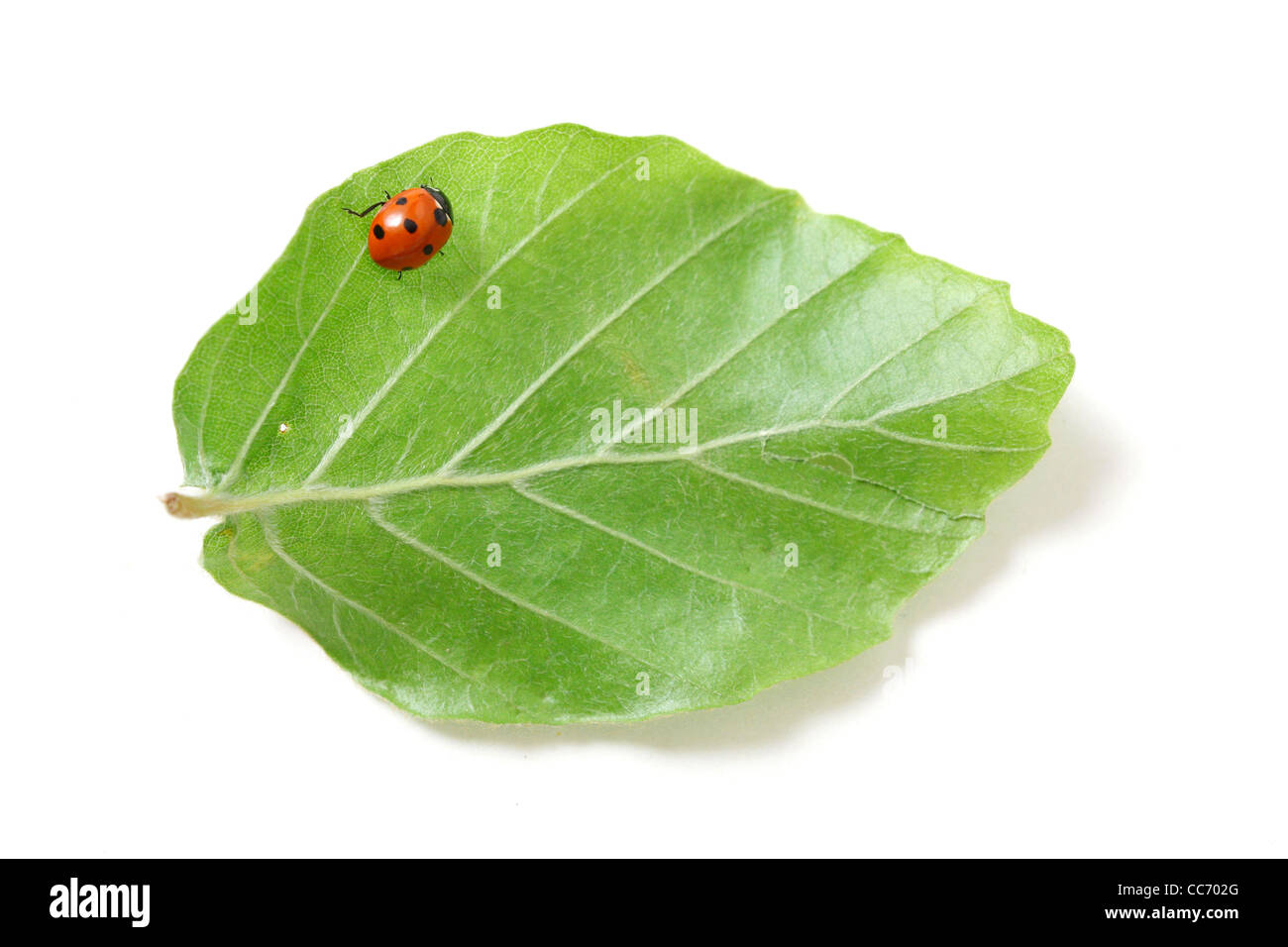 Lady bug on a leaf Stock Photo - Alamy