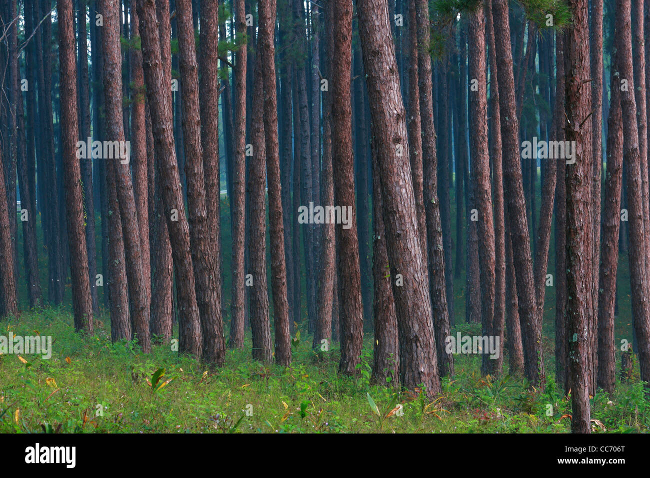 pine tree pattern Stock Photo - Alamy