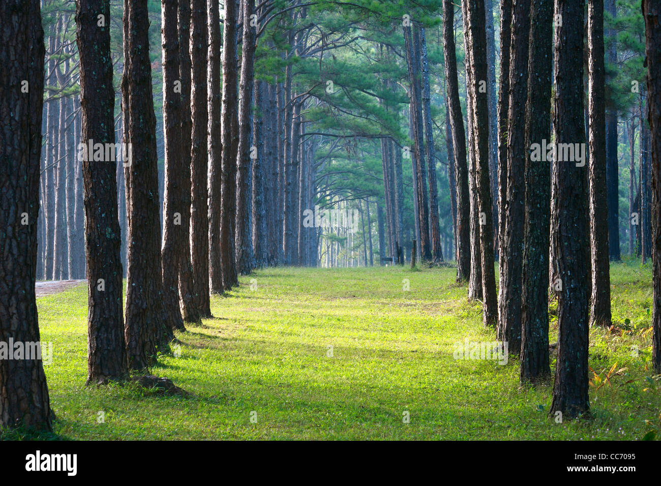 pathway pine tree pattern Stock Photo - Alamy
