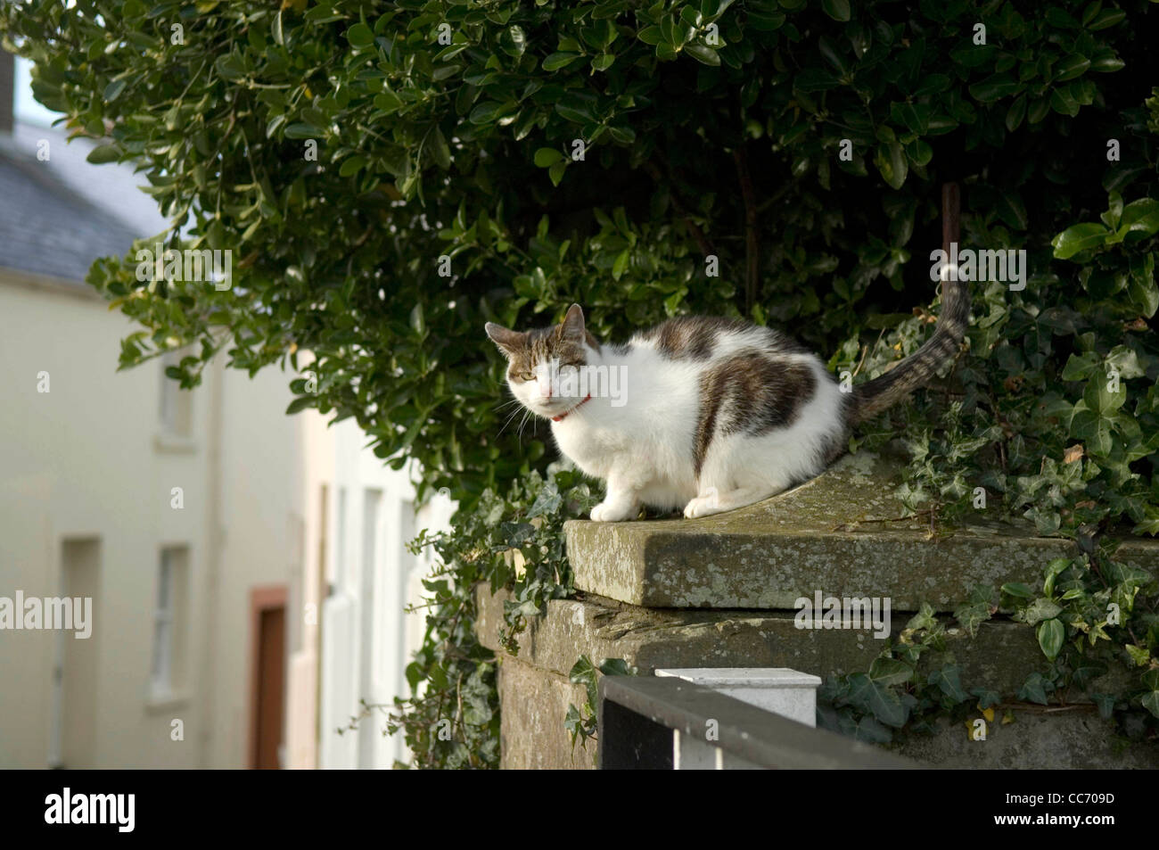 Cat on a pillar at the entrance to the 13th century castle in the ...