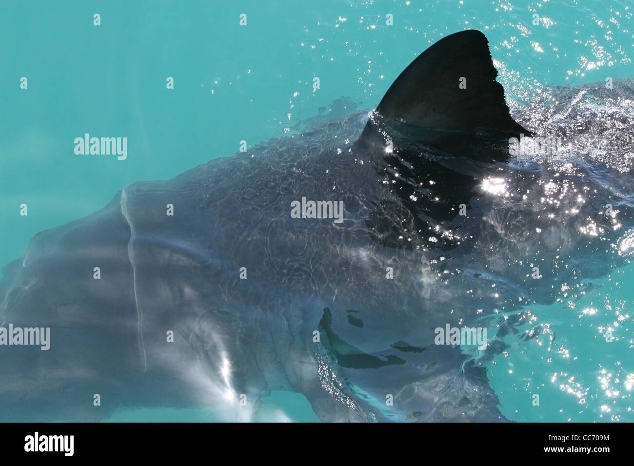 Shark fin hi-res stock photography and images - Alamy