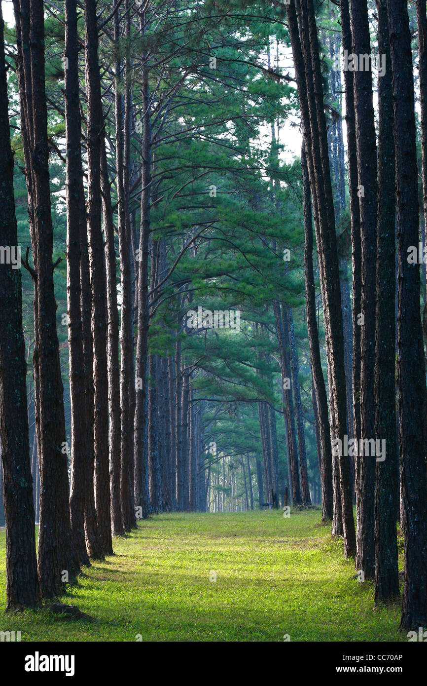 pathway pine tree pattern Stock Photo - Alamy